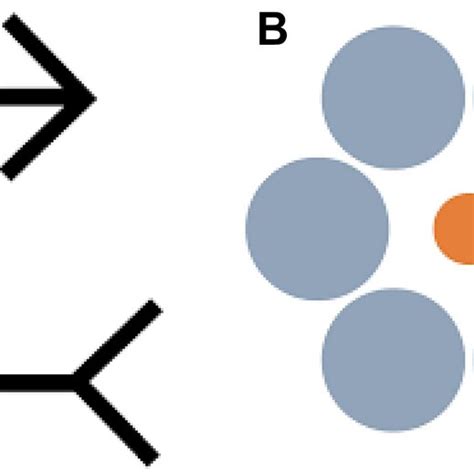 Sharks Are Not Fooled By Müller Lyer Illusion A And Download Scientific Diagram