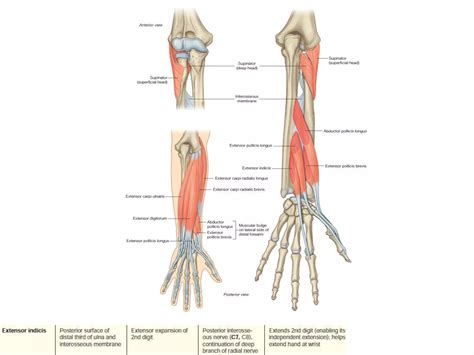 Extensor Compartment Of Forearm 1 Ppt