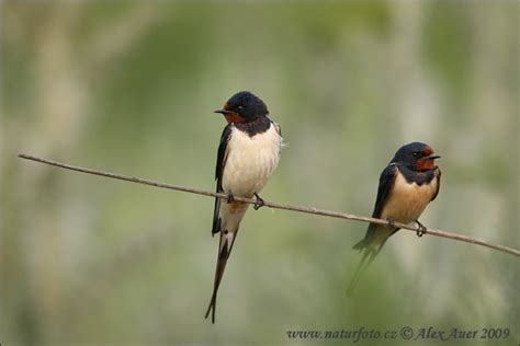 Hirundo Rustica Pictures Barn Swallow Images Nature Wildlife Photos