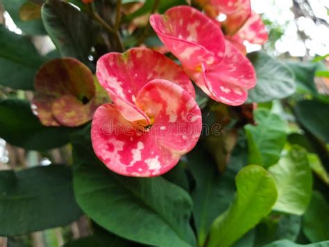 Spurce Euphorbia Milii Thorns Christ Crant