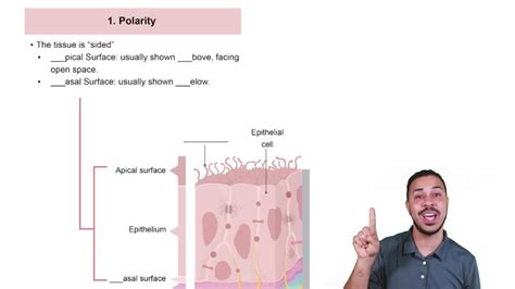 Epithelial Tissue Diagram