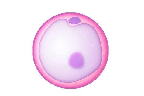 Premium Photo Oocyte As An Immature Egg