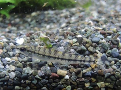 ダーターテトラ コロンビア ワイルドの通信販売 熱帯魚水草 アクアマリン熊本
