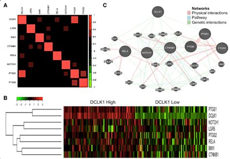 Dclk1 Expression Is Positively Correlated With Genes Of Pro Survival