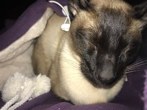 Cat Pouch Hoodie Catastic
