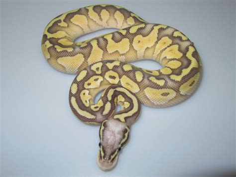 Morph List World Of Ball Pythons