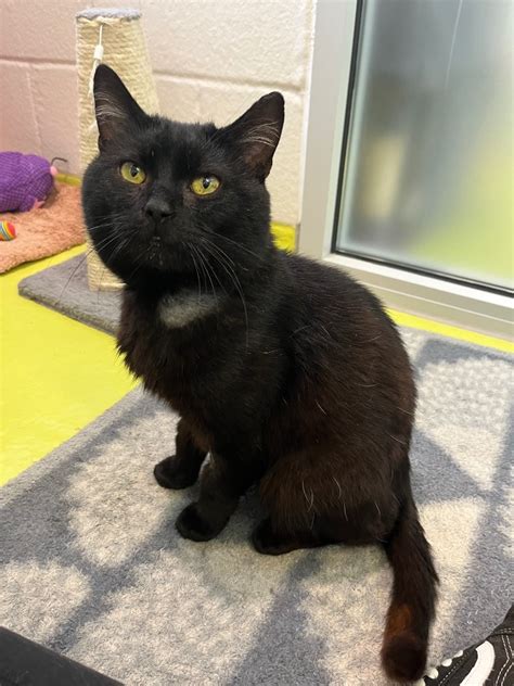 Ed Cotswolds Dogs And Cats Home