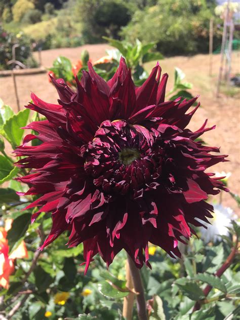 Dahlia Kenora Macob Tubers Shaw Green Dahlias 🇬🇧 Uk Trusted Company
