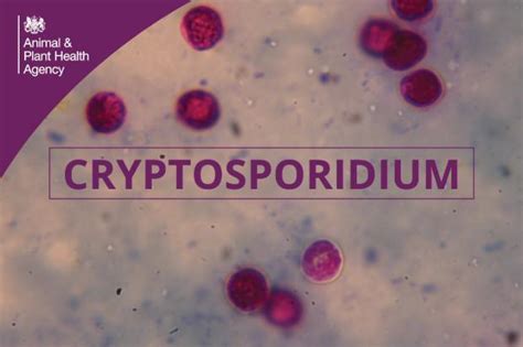 Fin Twomey On Linkedin Cryptosporidium A One Health Approach