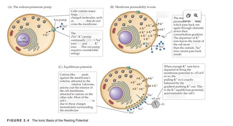 Ionic Basis Of The Resting Potential Diagram Quizlet