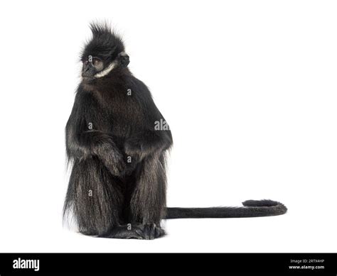 Sitting François Langur Looking Away Trachypithecus Francoisi