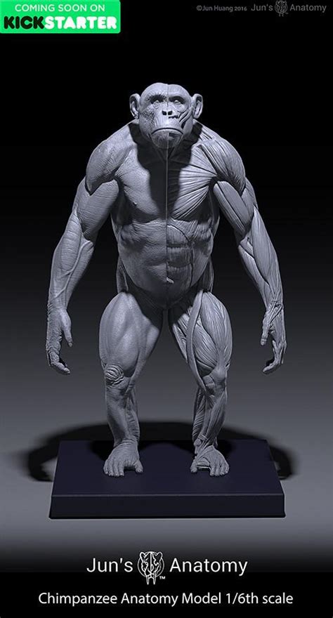 Gorilla Anatomy Models Jun Huang Artofit