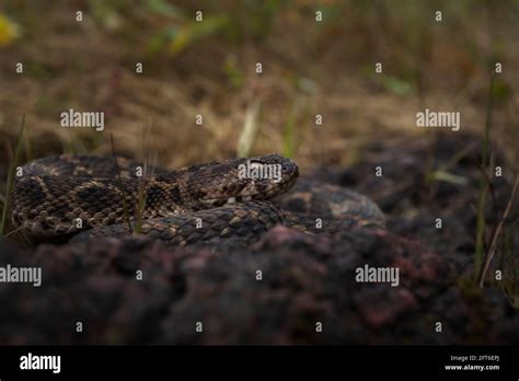 Saw Scaled Viper Echis Carinatus Carinatus Satara Maharashtra India Stock Photo Alamy
