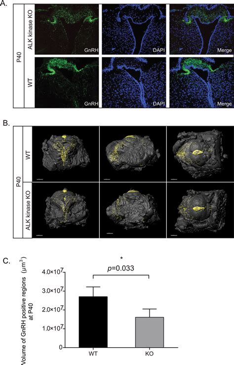 Alk Knockout Mice Display Reduced Gnrh Expression A Confocal