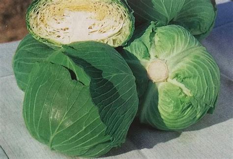 キャベツ種 【 あさしお 】 2000粒 （栽培用 種子 きゃべつ 甘藍 生産者向け タキイ） 野菜・果物の苗・球根その他の葉菜類なら、みつのぶ