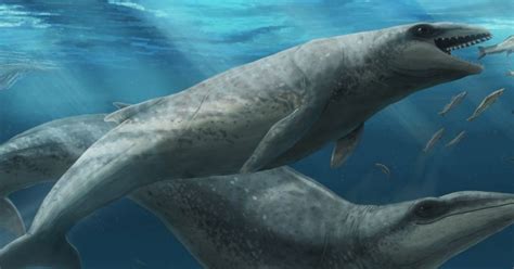 Paleontologists Just Found An Ancient Whale That Was Basically Human Sized