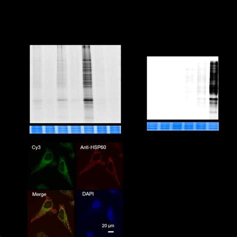 Schematic Of Light Mediated Proximal Labeling Strategy 1 Alk R123 A