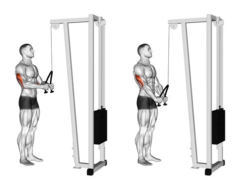 Cable Pushdown Benefits Muscles Worked And More Inspire Us