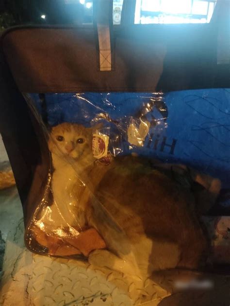 អន់ចិត្តនឹងអ្នកផ្ទះពេក ក្មេងប្រុសម្នាក់ ចេញពីផ្ទះ មិនយកអីទាំងអស់ យកតែឆ្មា ទៅជាមួយ Khmerload