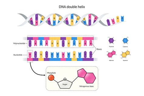 Dna 이중 나선의 구조 뉴클레오티드 및 폴리 뉴클레오티드 티민 아데닌 시토신 및 구아닌 인산염과 설탕 염색체에 대한 스톡 벡터