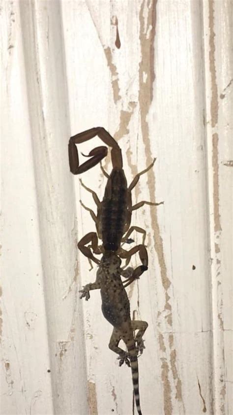 Best U Susie Grace Images On Pholder Gaming Movie Details And Pics