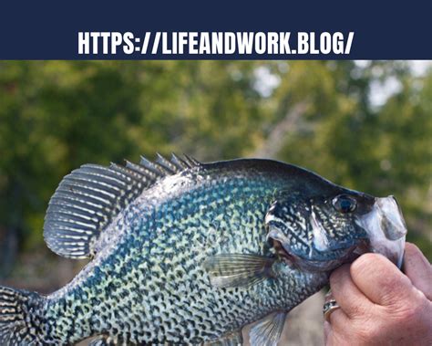 How To Use A Jig And Bobber To Catch Crappie