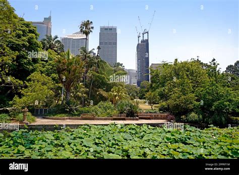 The Royal Botanic Garden And Buildings In The City Of Sydney Stock