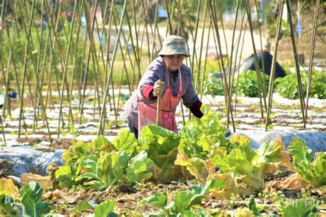 福建永泰：人勤春来早 田间农事忙福州要闻新闻频道福州新闻网