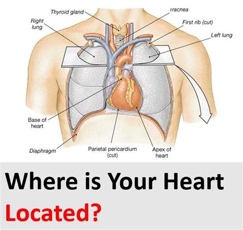 What Organ Is Located Below Your Heart At Ricardo Watkins Blog
