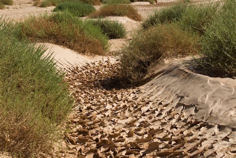 Premium Photo High Angle View Of Sand Dune On Grass