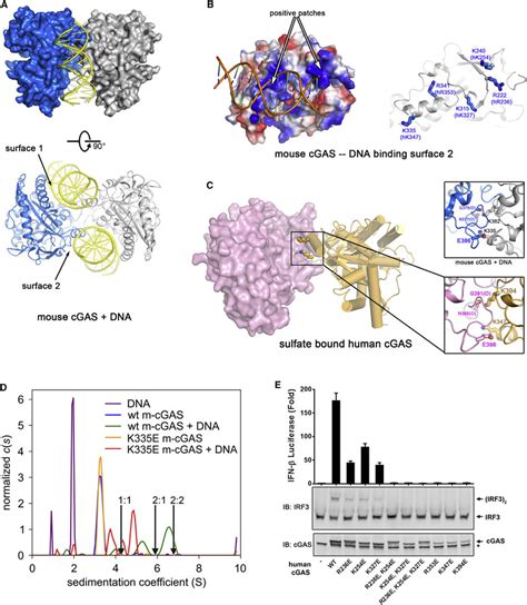 Cgas Forms A Functional 2 2 Complex With Dna A Crystal Structure Of