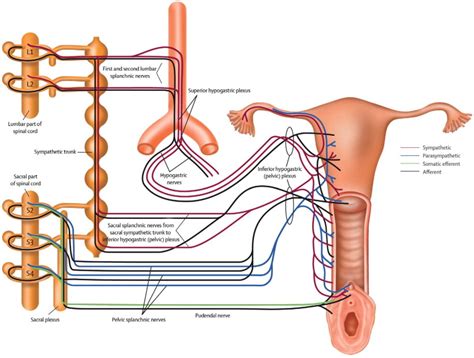 Sexual Function In Men And Women With Neurological Disorders The Lancet