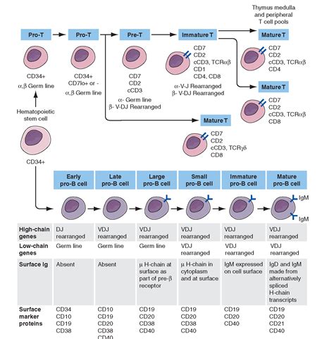 B And T Cell Development Medical Laboratory Science Student Medical