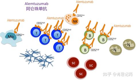 记住所有fda生物药 靶向cd52 Alemtuzumab 阿仑珠单抗 慢性淋巴细胞白血病、多发性硬化 知乎
