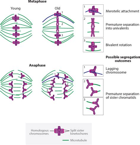 Meiotic Spindle
