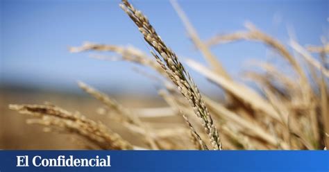 Rovensa Se Erige En Líder De Biosoluciones Para La Agricultura Con La