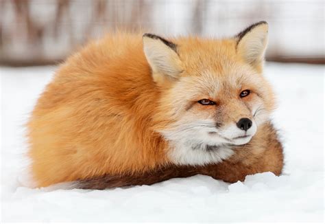 Nova Scotia Gov On Twitter Amendments To Wildlife Act
