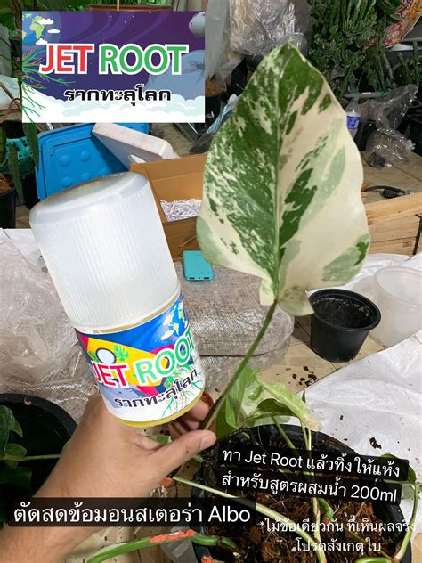 ใครจะเชื่อ ว่า Jet Root Jet Root รากทะลุโลก