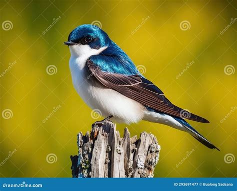 Tree Swallow Stock Illustration Illustration Of Birdwatching 293691477 Tree Swallow Stock Illustration Illustration Of Birdwatching 293691477