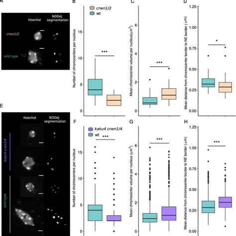 Nodej Workflow A Raw Image Of A Plant Nucleus A Thaliana At