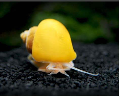 Bladder Snails 101 A Complete Guide To Size Lifespan Care And Diet