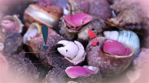 알비노 소라게 인도소라게 하양이 Youtube