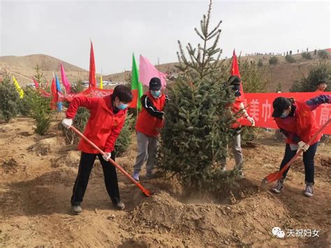巾帼一抹红，植下一片绿—天祝县妇联开展义务植树活动澎湃号·政务澎湃新闻 The Paper