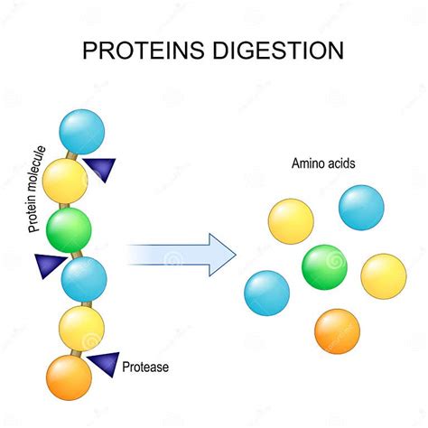 Protein Digestion Enzymes Proteases Are Digestion Breaks The Protein