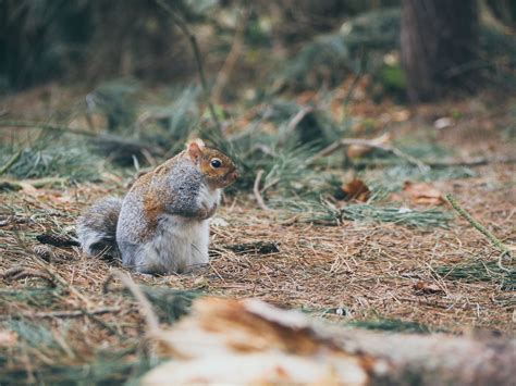 Free Images Nature Forest Grass Branch Animal Cute Wildlife