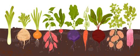 Vegetable Diagram Bilder Durchsuchen 4693 Archivfotos