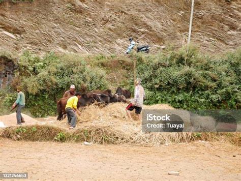 나팔리의 전통 문화 골동품 빈티지 밀링 쌀 생활 은 쌀 공정을 위한 소를 사용 고대의에 대한 스톡 사진 및 기타 이미지 고대의 골동품 네팔 Istock
