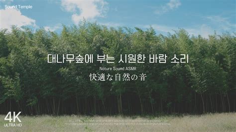 대나무숲에 부는 시원한 바람 소리 수면을 위한 편안한 소리 마음의 안정 백색소음 집중 공부 휴식 힐링 감성