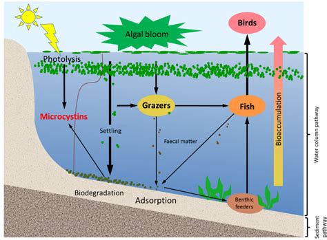 Toxins Special Issue Harmful Algal Blooms Habs And Public Health