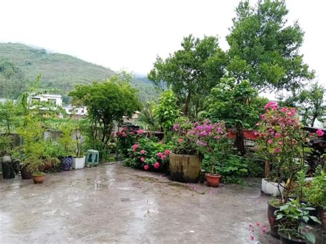 美丽庭院户 大坝苗族乡张德会家庭澎湃号·政务澎湃新闻 The Paper